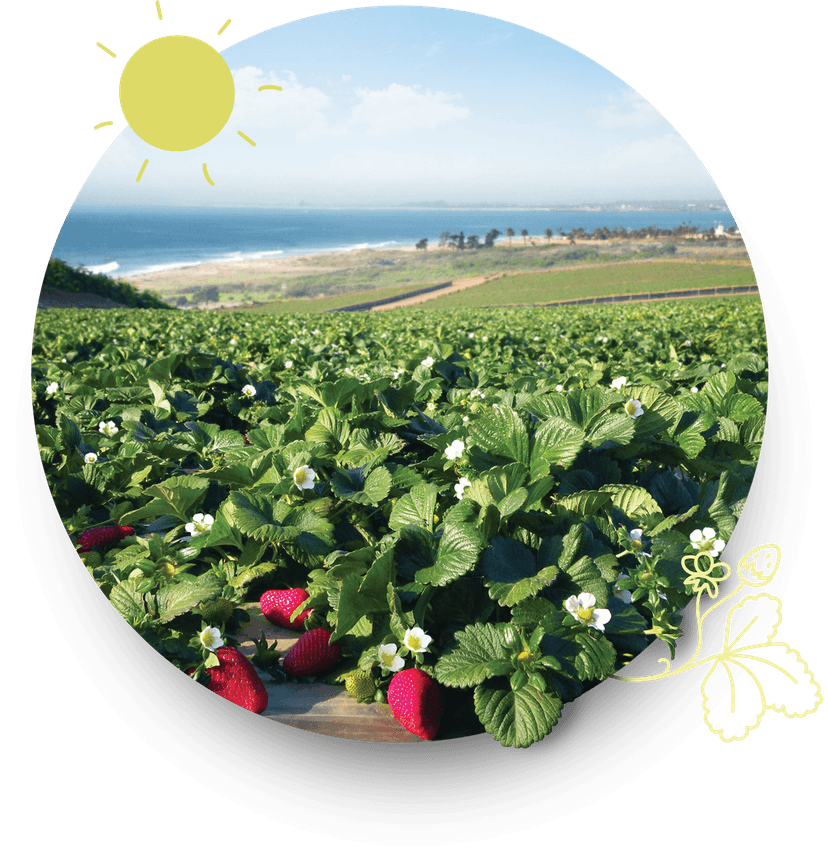 Gem‑Pack Berries Gems – Fresh Strawberries, Blueberries & More